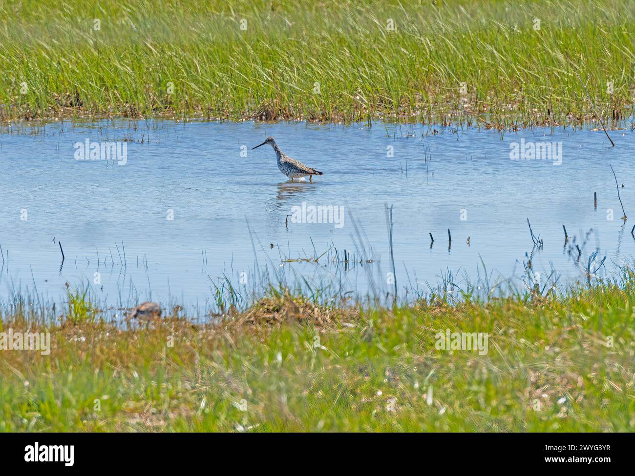 Greater Yellowlegs in a Prairie Pond in Midewin National Tallgrass ...