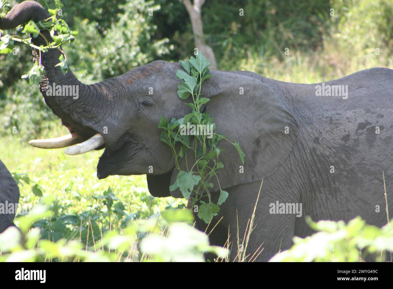 Elephant using its trunk to grab a vine and put it in its mouth Stock ...