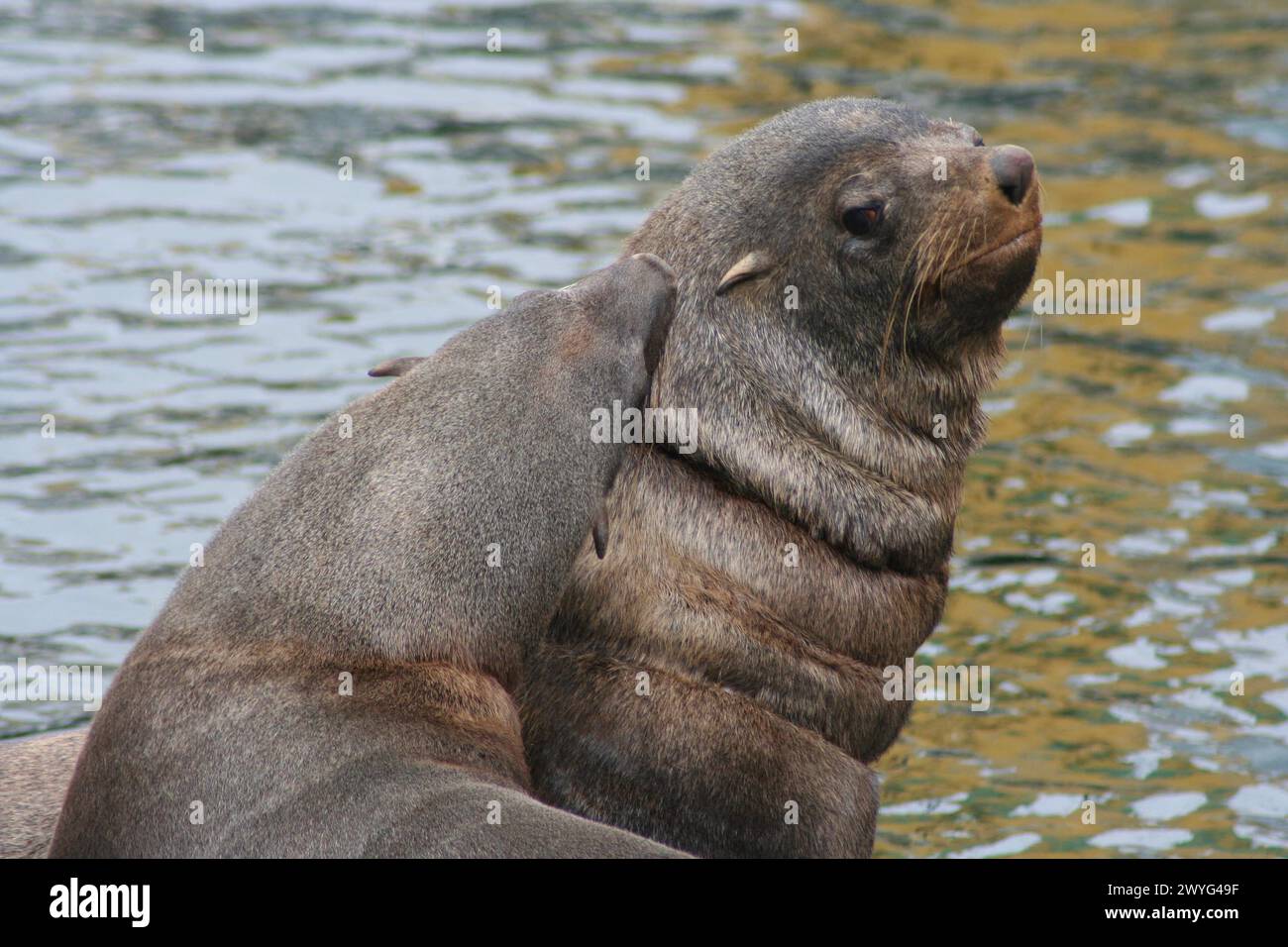 Seal resting on rocky hi-res stock photography and images - Alamy