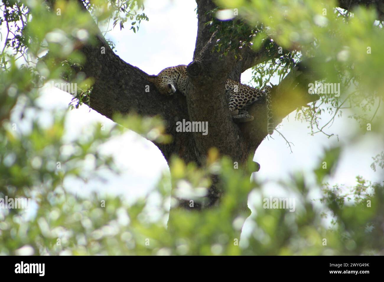 Leopard stuck in tree with head caught in branches Stock Photo - Alamy