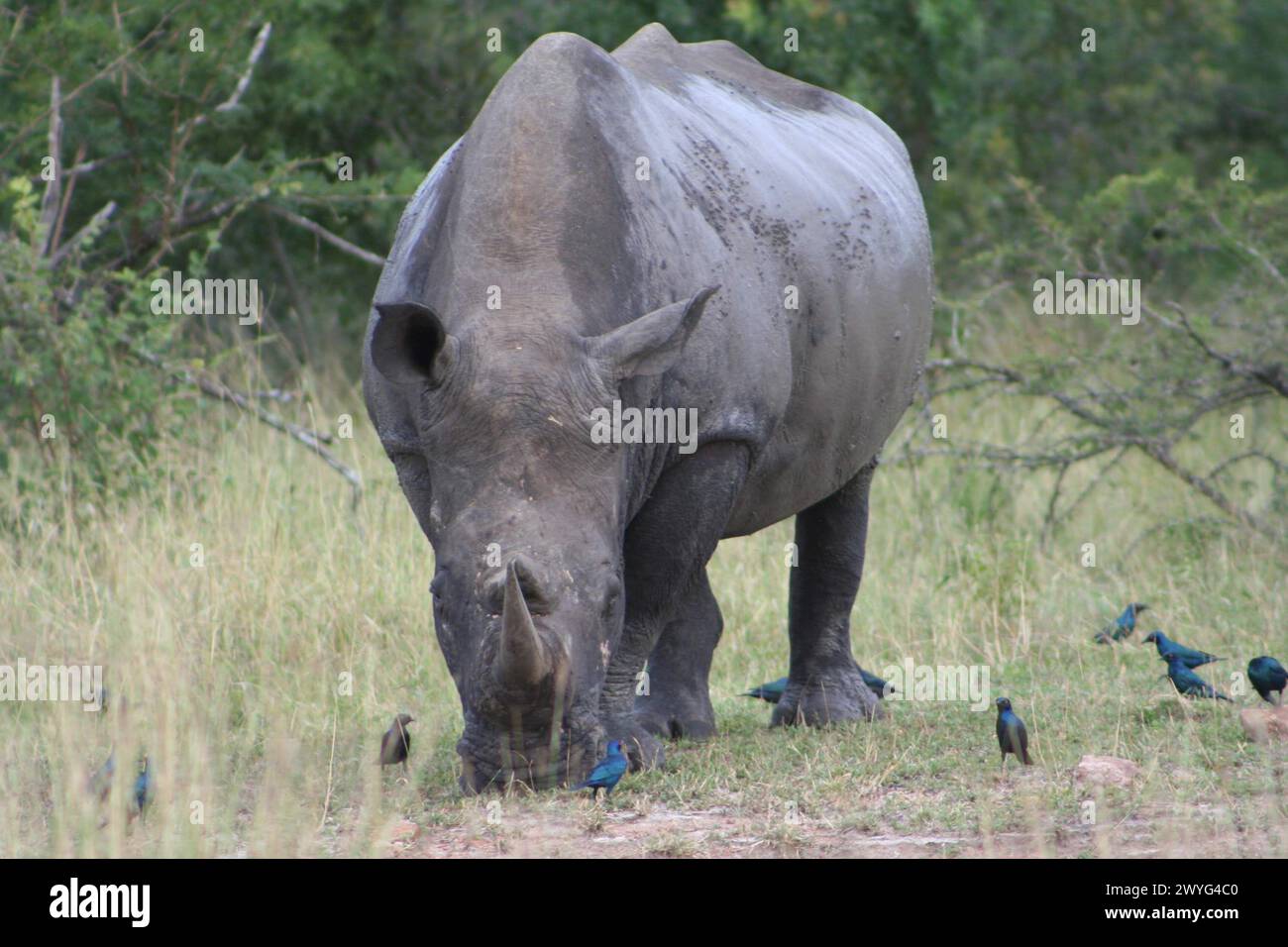 A rhinoceros and multiple blue birds by the roadside Stock Photo - Alamy
