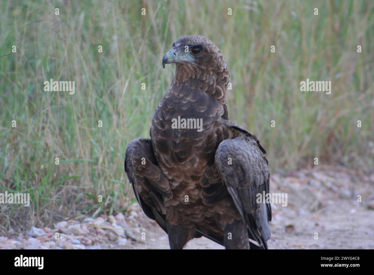Bird foraging on ground near hi-res stock photography and images - Alamy