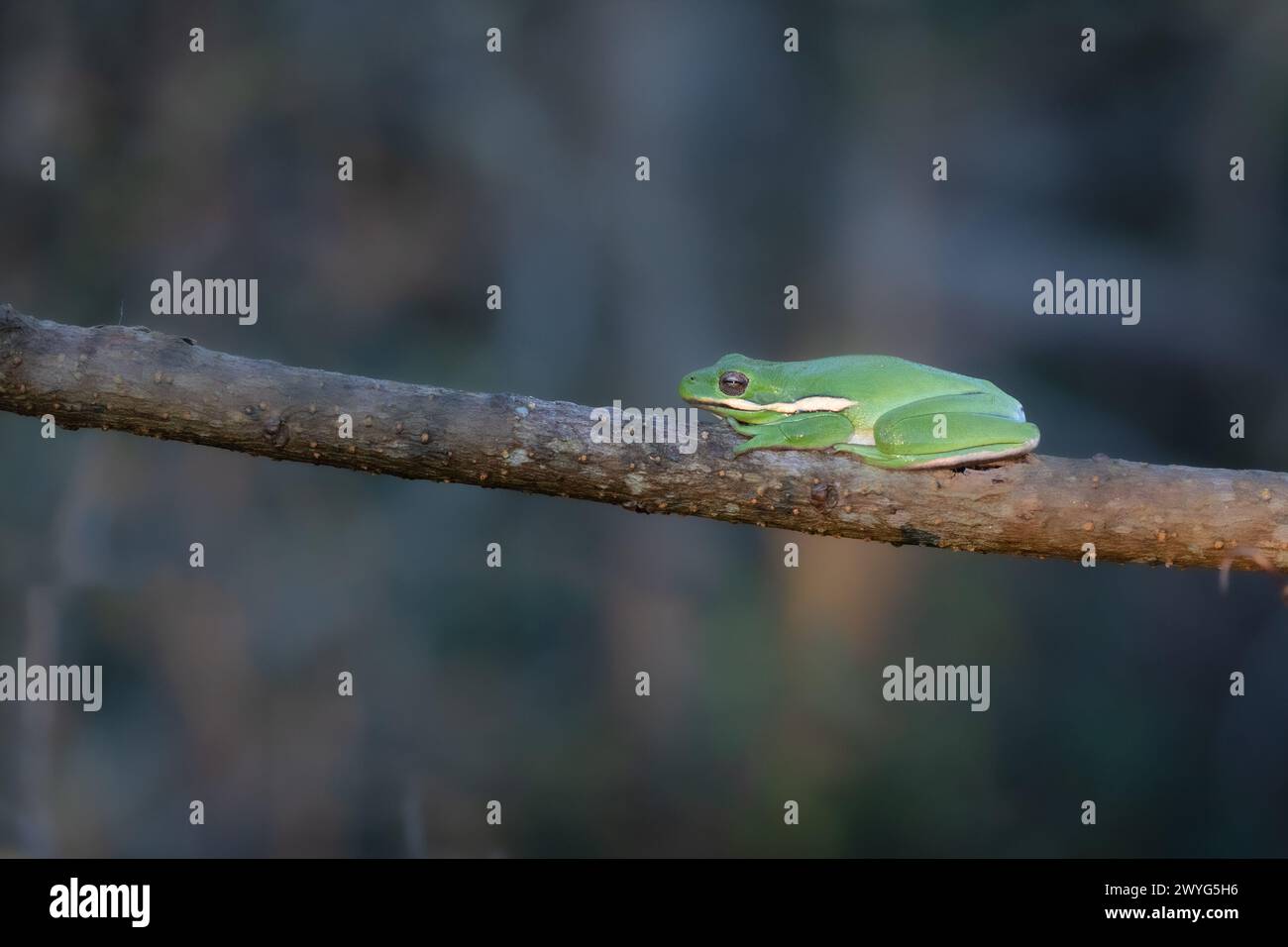 An American green tree frog, Dryophytes cinereus, sits on a tree branch ...
