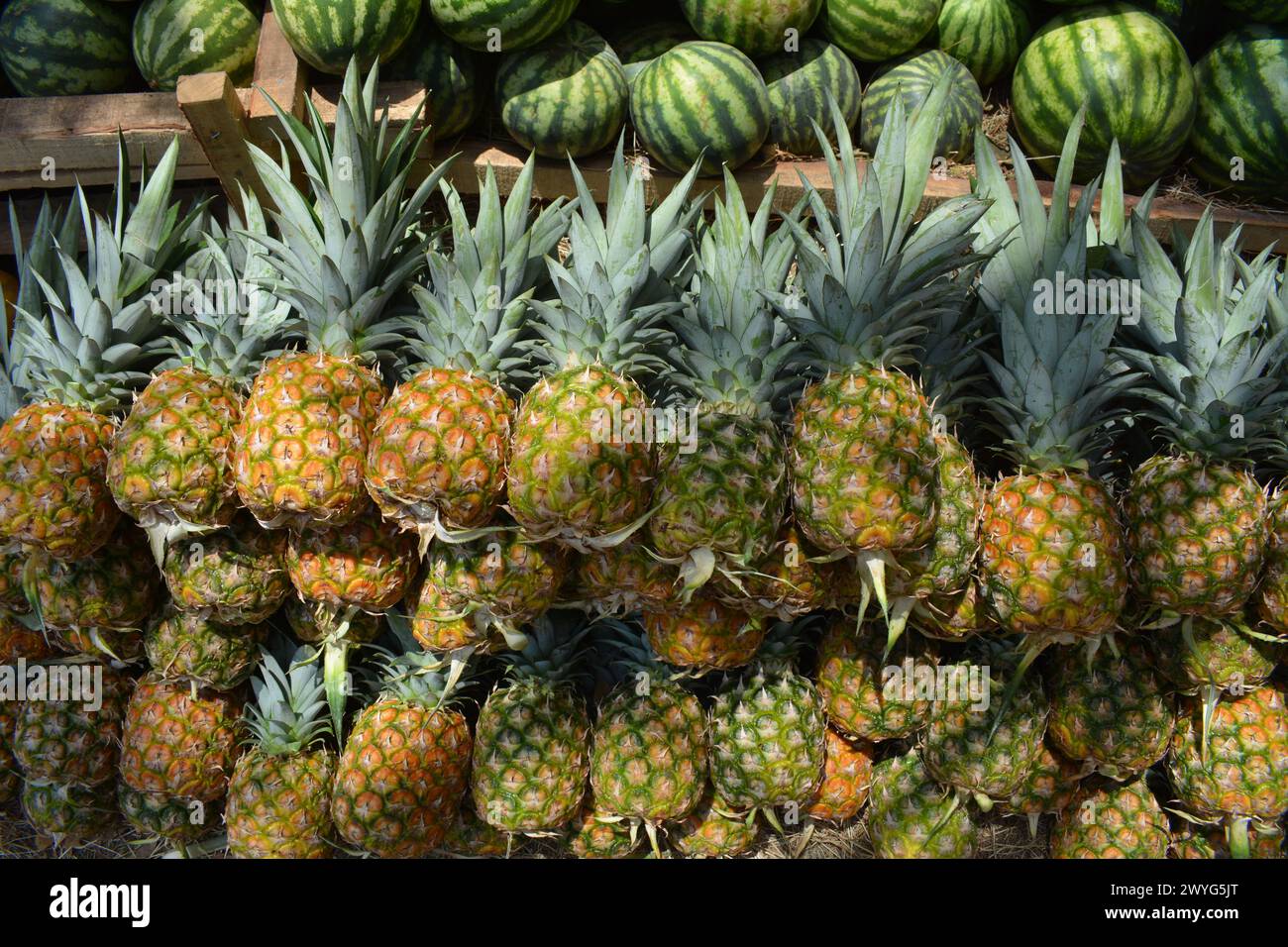 Full tropical moon with palm tree Stock Photo - Alamy