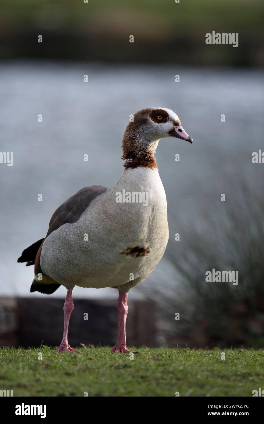 Upright poster hi-res stock photography and images - Alamy