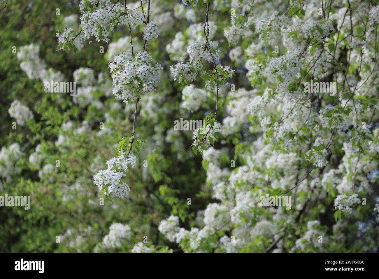 Insects swarm around the flowers of the Rock cherry Stock Photo - Alamy