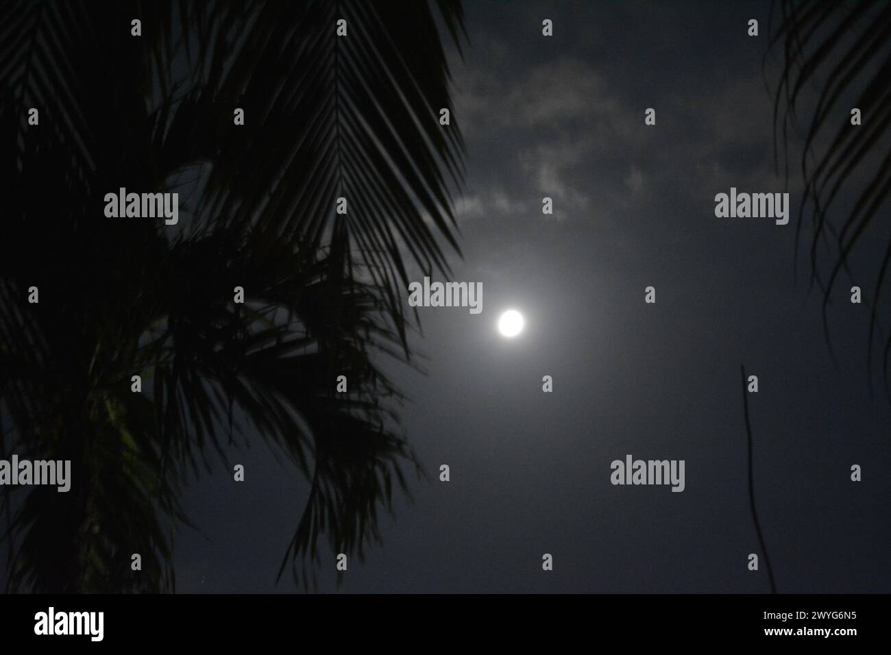 Full tropical moon with palm tree Stock Photo - Alamy