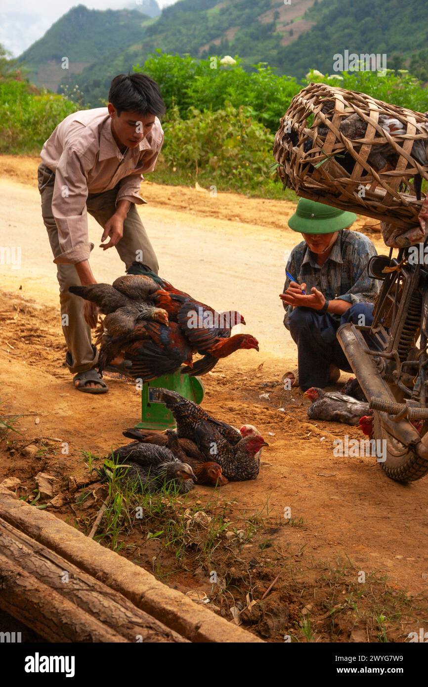 Chickens weighed at the road side at the Bac Ha market in the remote ...