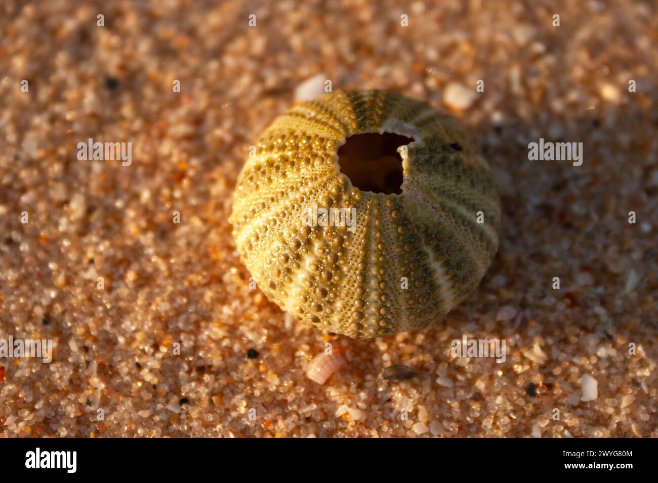 Sea urchin shell on the beach in Mui Ne in Vietnam in South East Asia ...