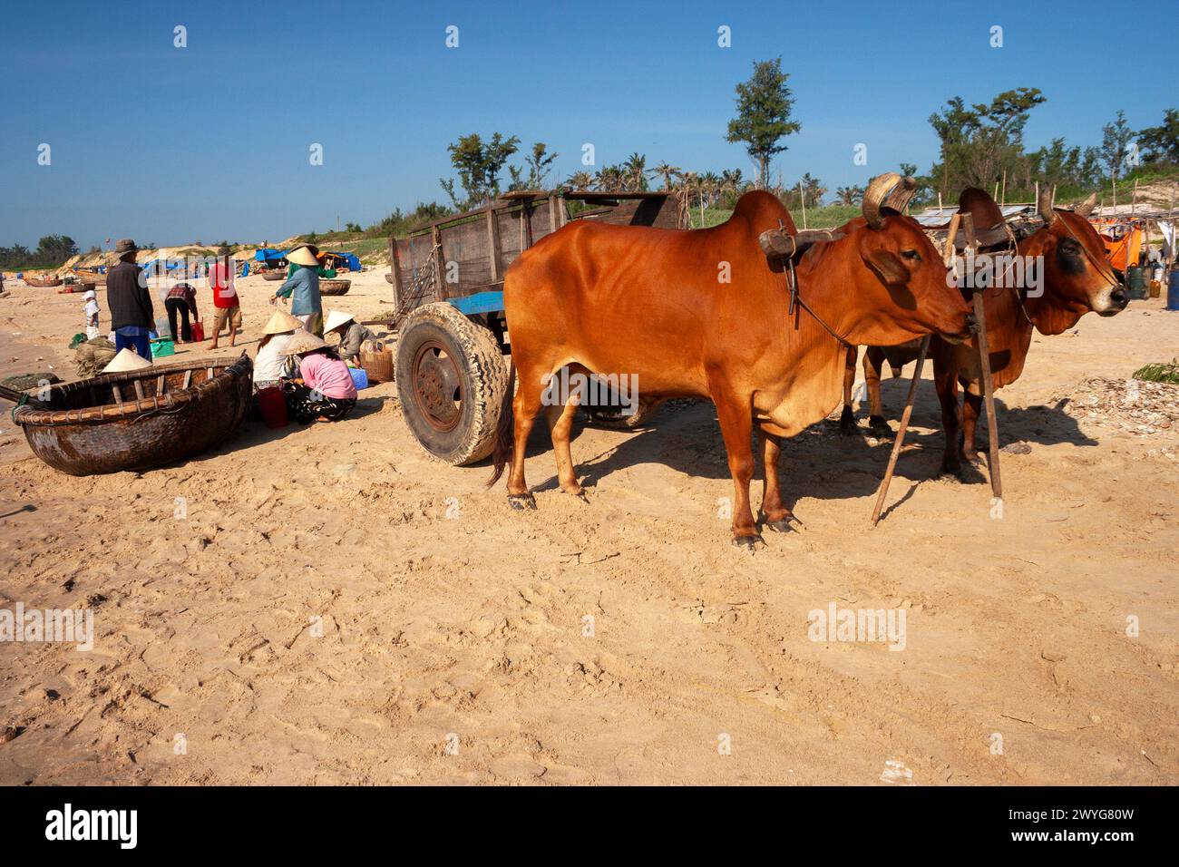 Ox and cart on the beach at the fish market in Mui Ne in Vietnam in ...