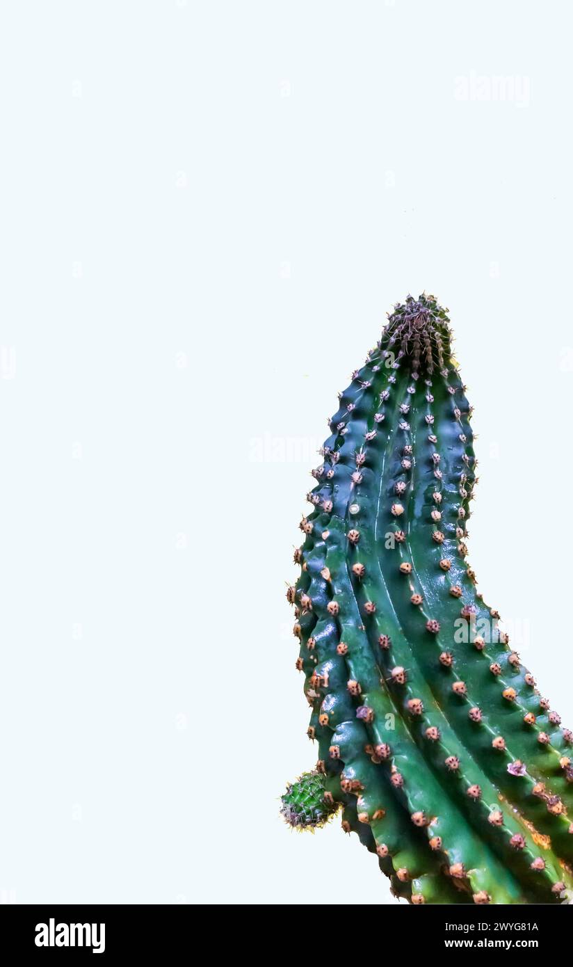 Long cactus hi-res stock photography and images - Alamy