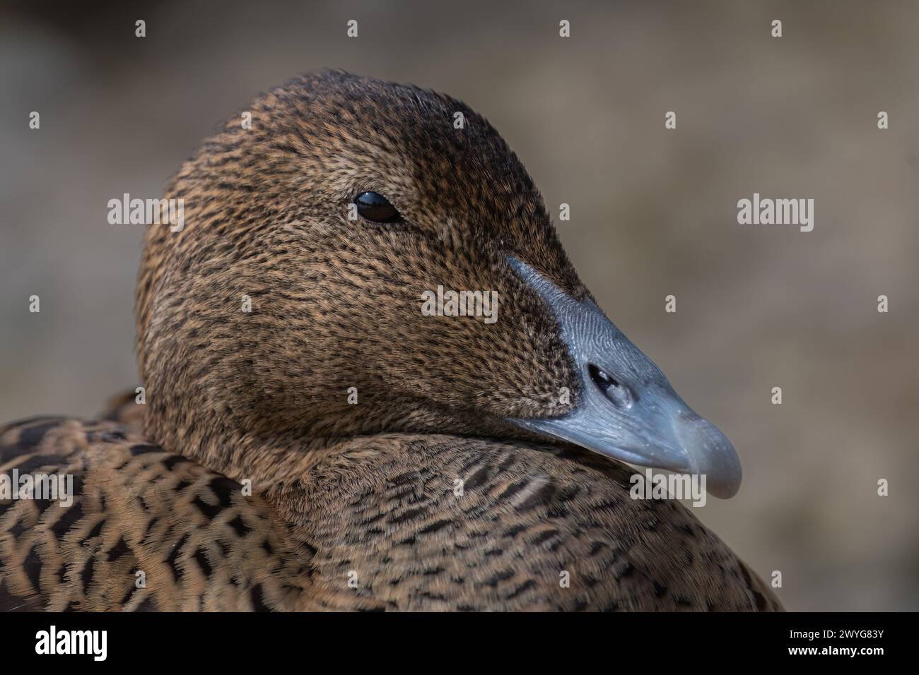 Sea duck species hi-res stock photography and images - Alamy