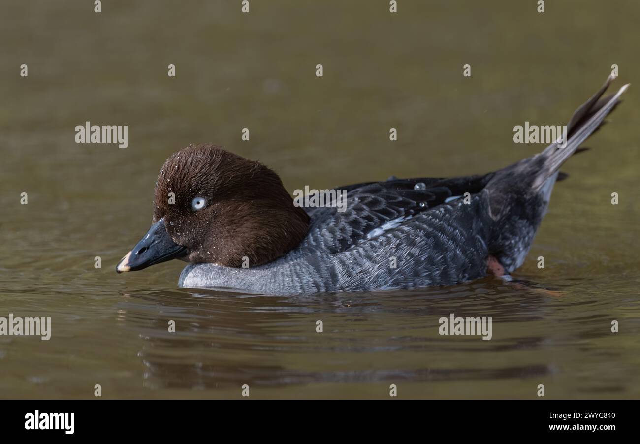 Female Common Goldeneye Stock Photo - Alamy