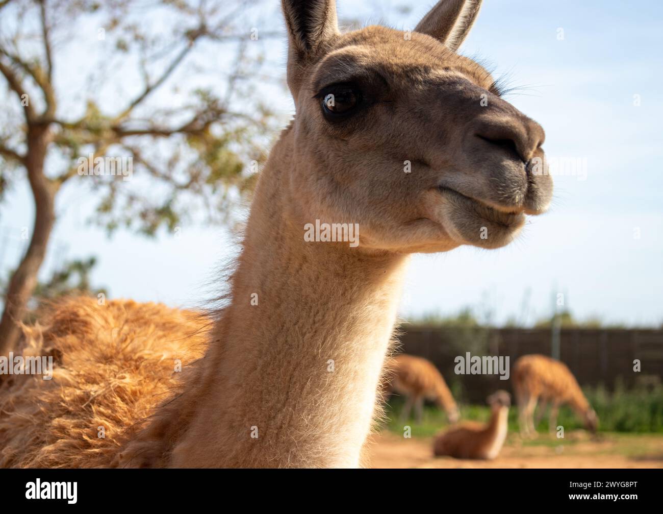 Group curious llamas grazing hi-res stock photography and images - Alamy