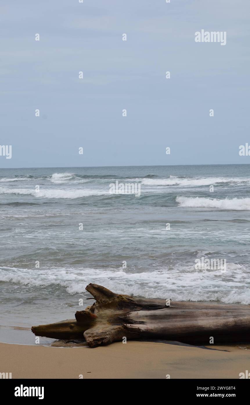 Big log hi-res stock photography and images - Alamy