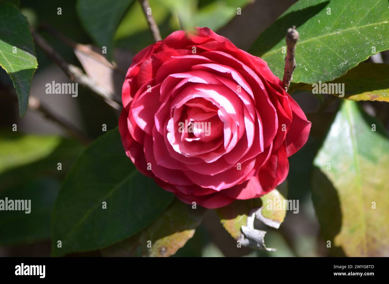 A budding rose in early sunlight Stock Photo - Alamy