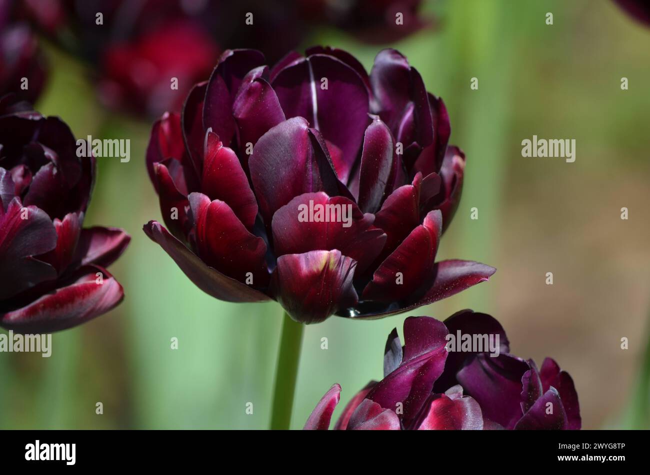 Blooms showcase hi-res stock photography and images - Alamy