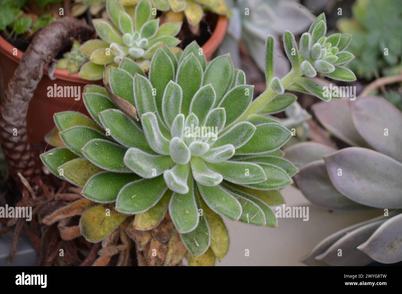Assortment of houseplants hi-res stock photography and images - Alamy