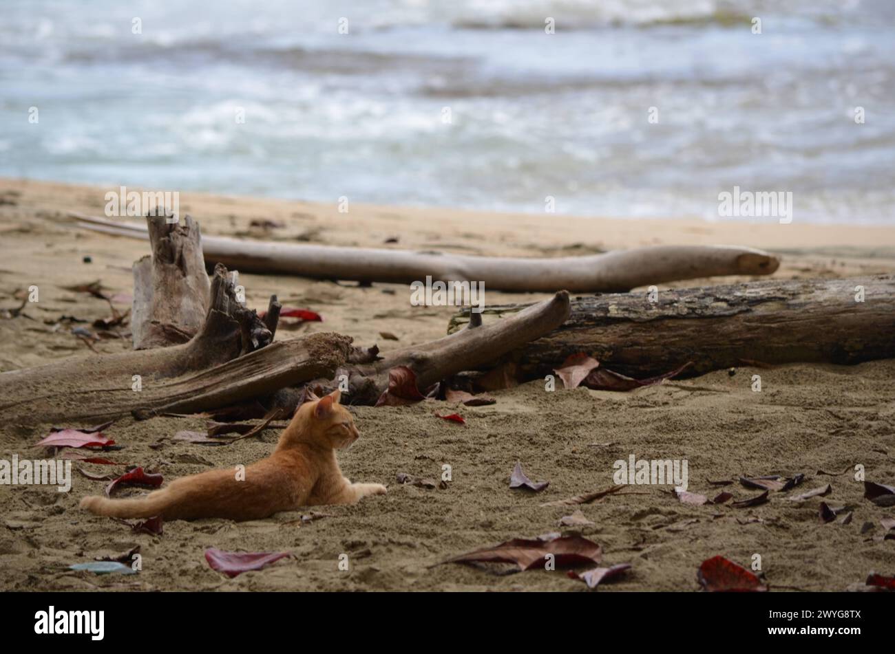 An orange cat lounging by the ocean on the sandy beach Stock Photo - Alamy