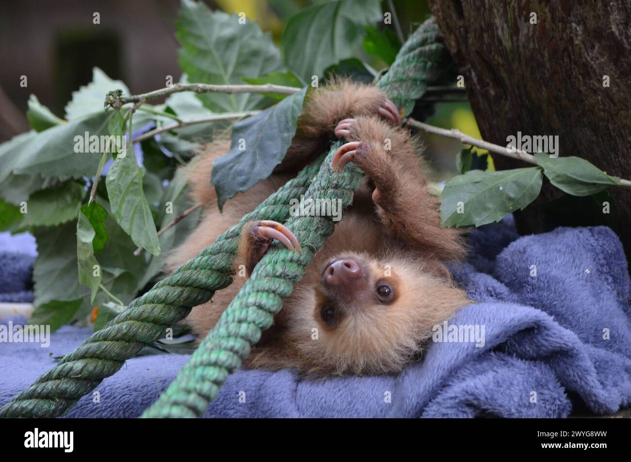 Sloth hanging from tree hi-res stock photography and images - Alamy