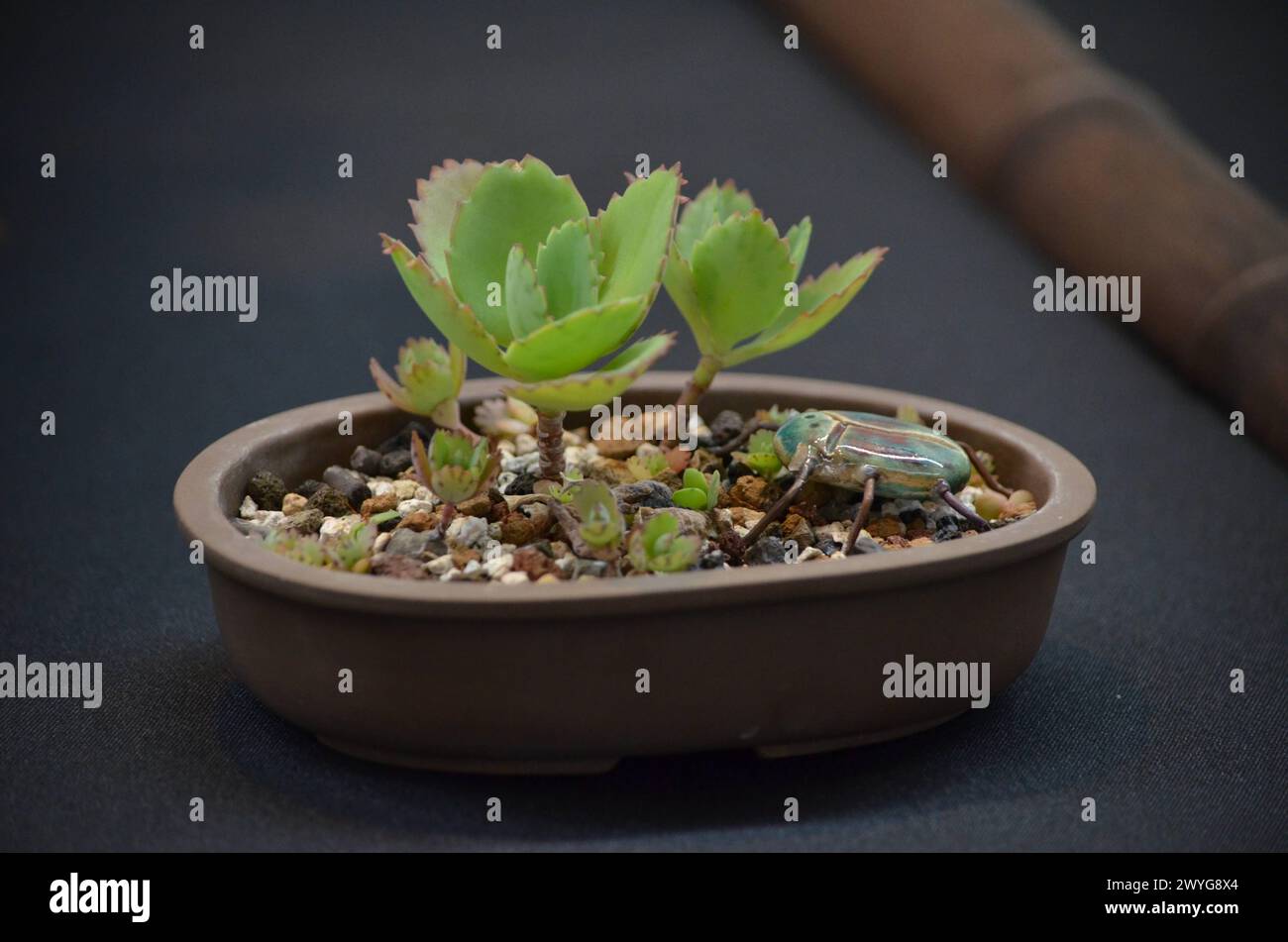 Two elegant plants hi-res stock photography and images - Alamy