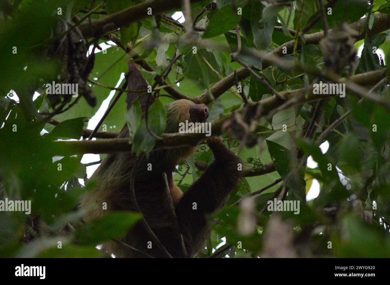 A tiny brown and white creature climbs a tree branch Stock Photo - Alamy