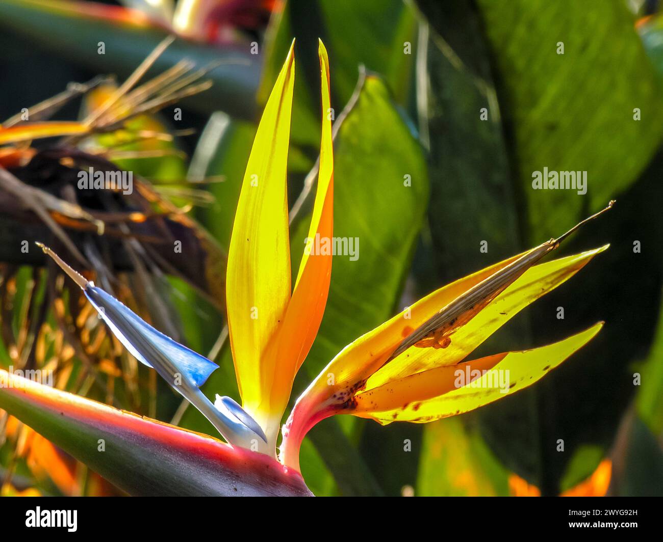 Strelitzia reginae, known by the common names bird-of-paradise, is a ...