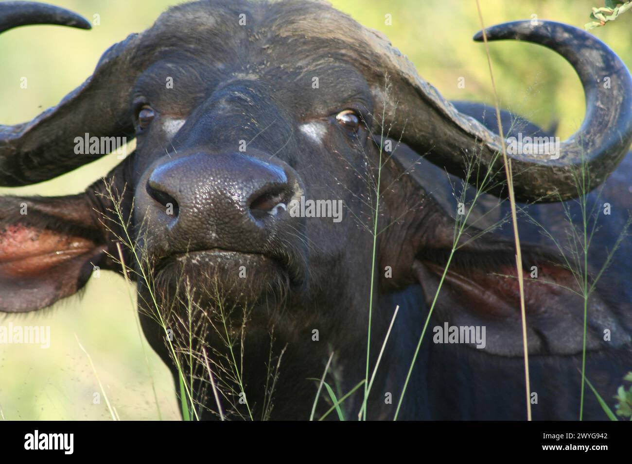 Tall large muscular hi-res stock photography and images - Alamy