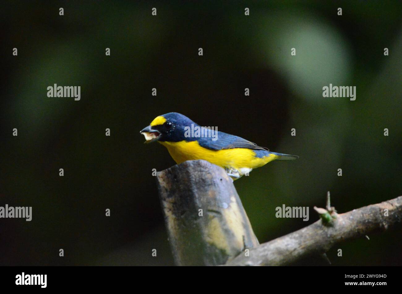 A vibrant yellow and blue bird perched on a twig Stock Photo - Alamy