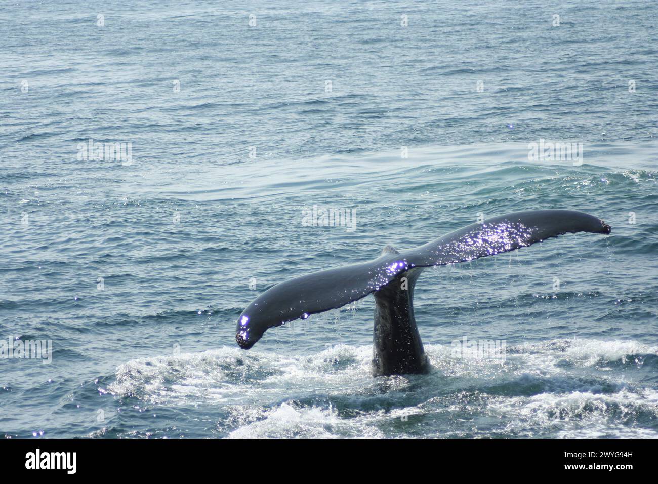 Large whale fin elegantly displayed with a side view Stock Photo - Alamy