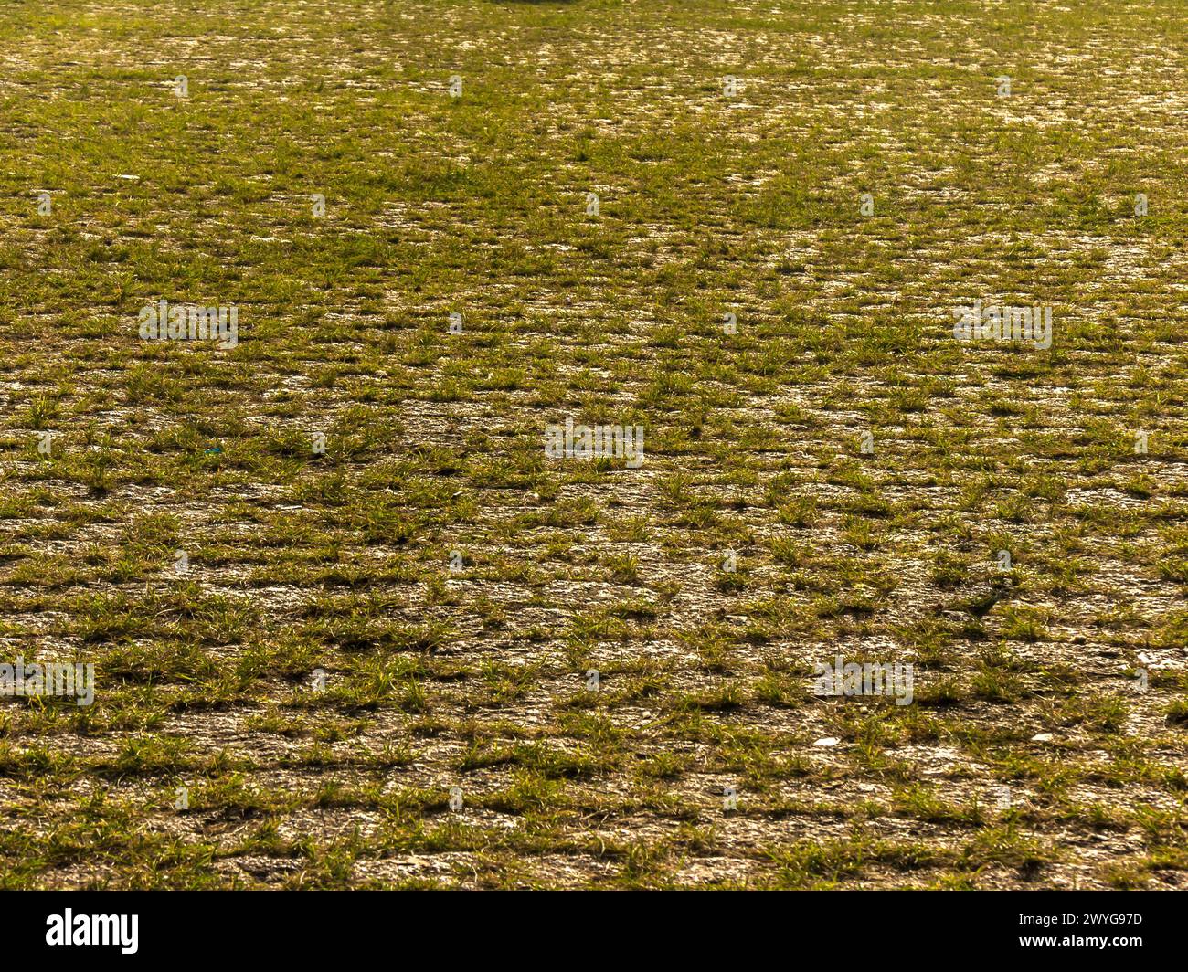 Grass between paving stones hi-res stock photography and images - Alamy
