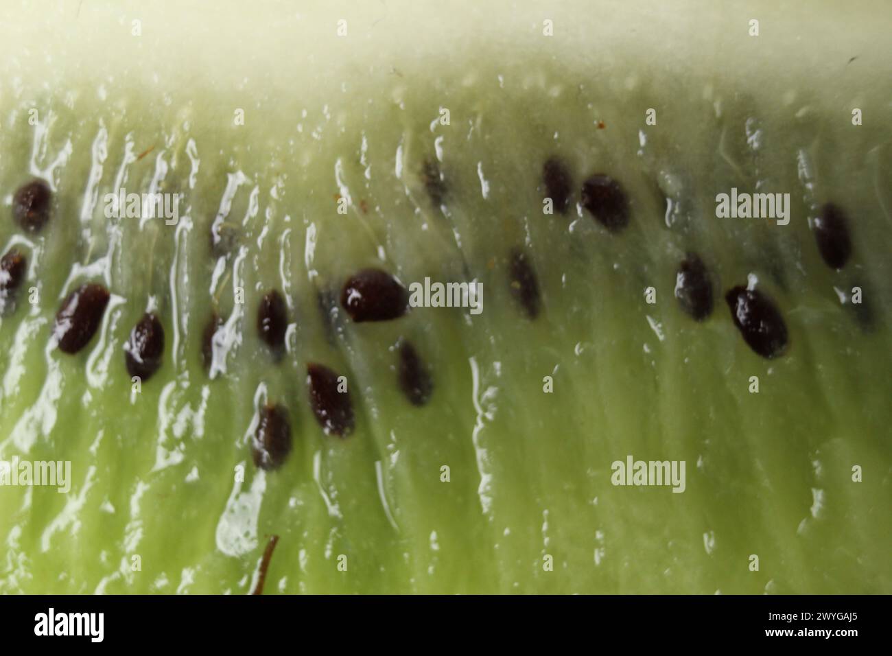 Kiwi is a crappy plan background of food. green food. Vitamin c ...