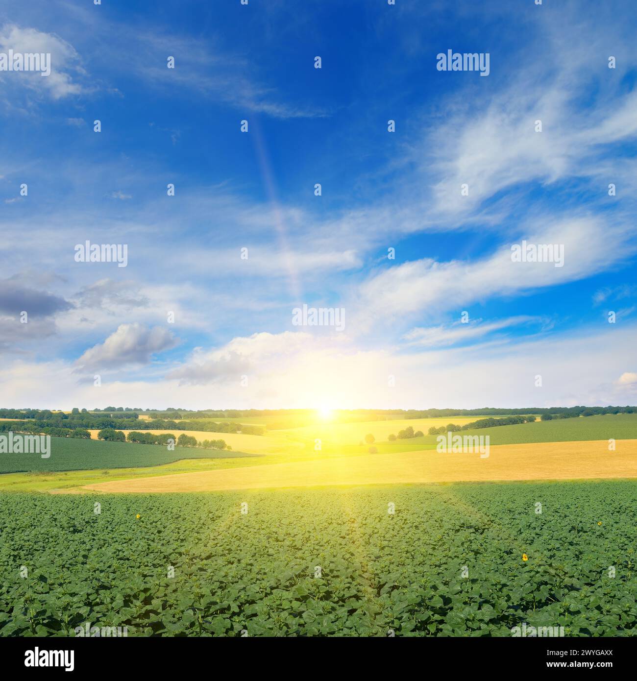Dawn over field with young sprouts sunflower and wheat Stock Photo - Alamy
