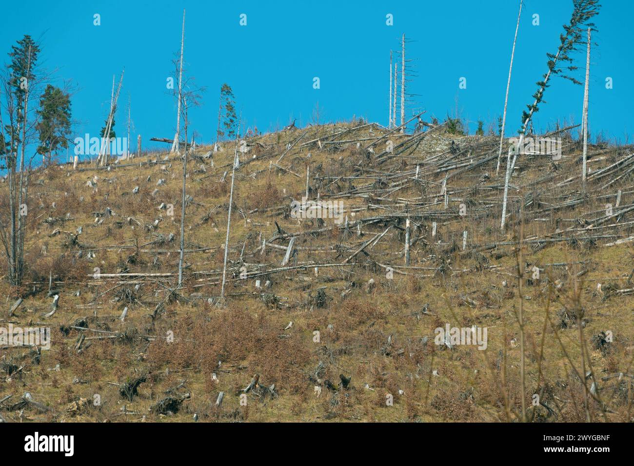 Mountain spring landscape. Mountain slope with sparse vegetation ...