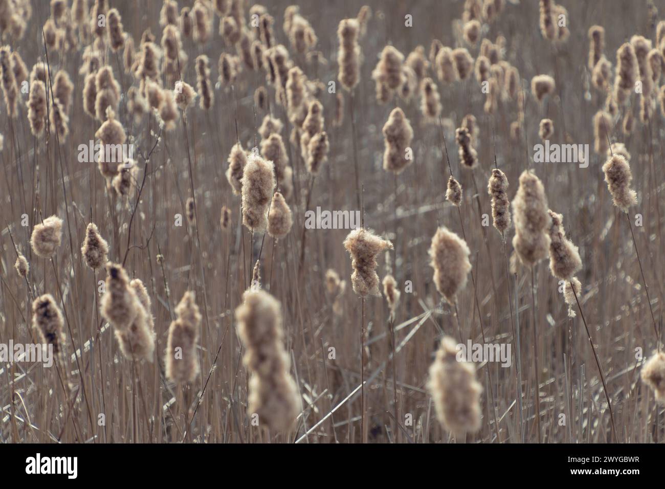 Dry thickets of cattails. Fluffy plants. Natural backgrounds and ...
