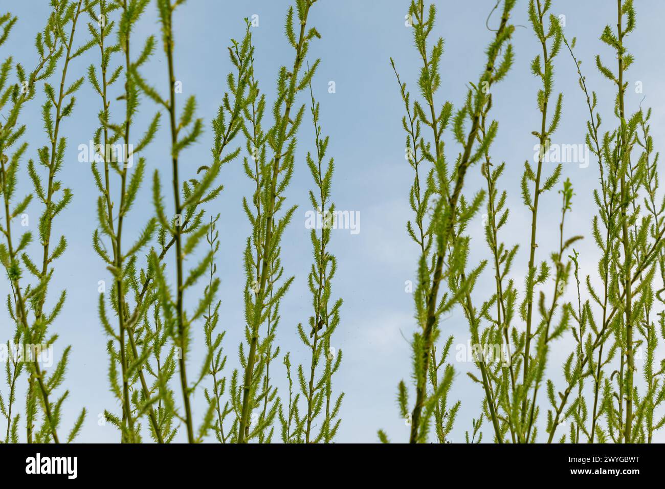 Green fluffy buds on a tree in spring. Spring bloom. Natural background ...