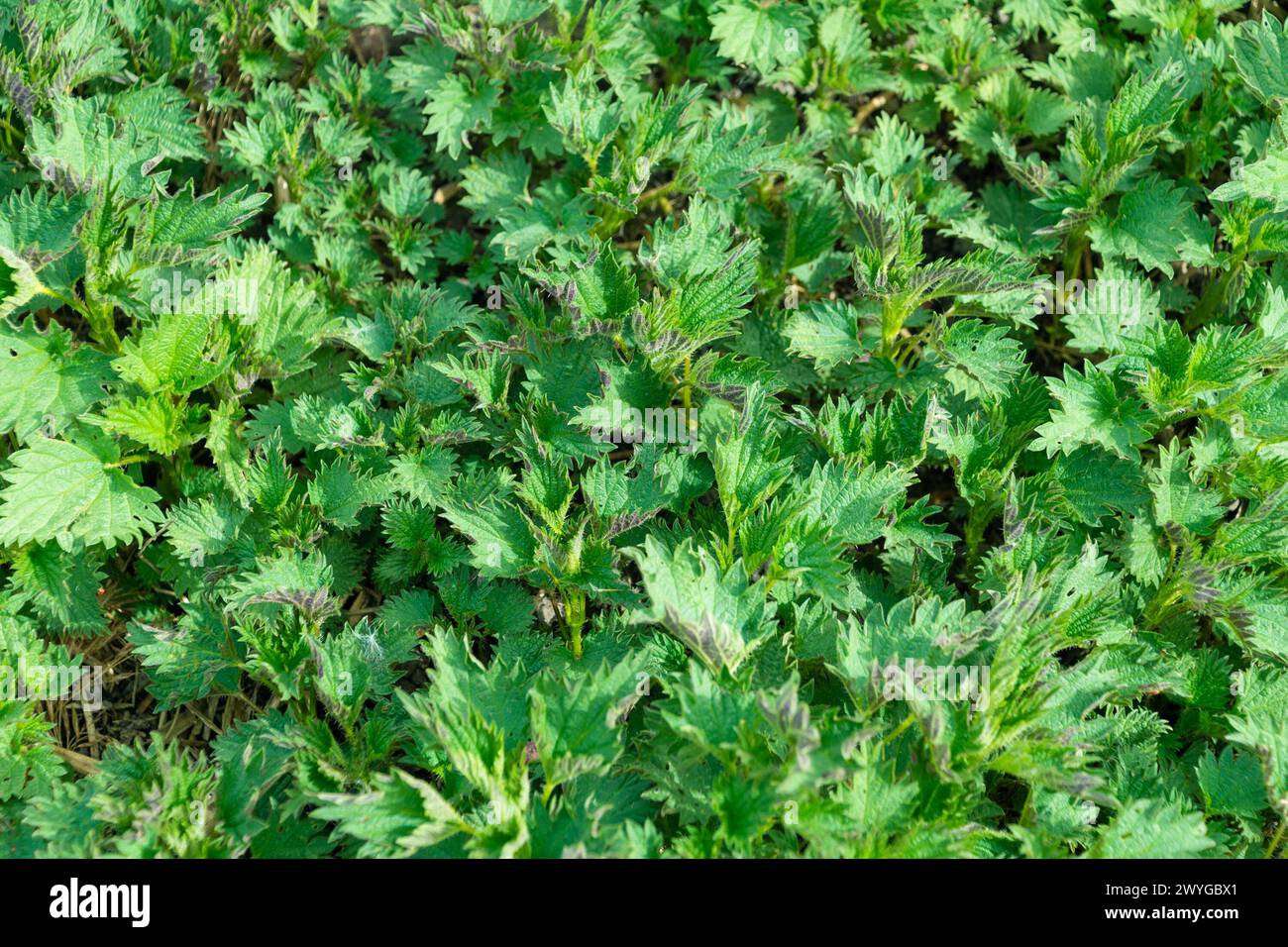Nettle thickets. Natural green background. Weeds in the meadow. Grass ...