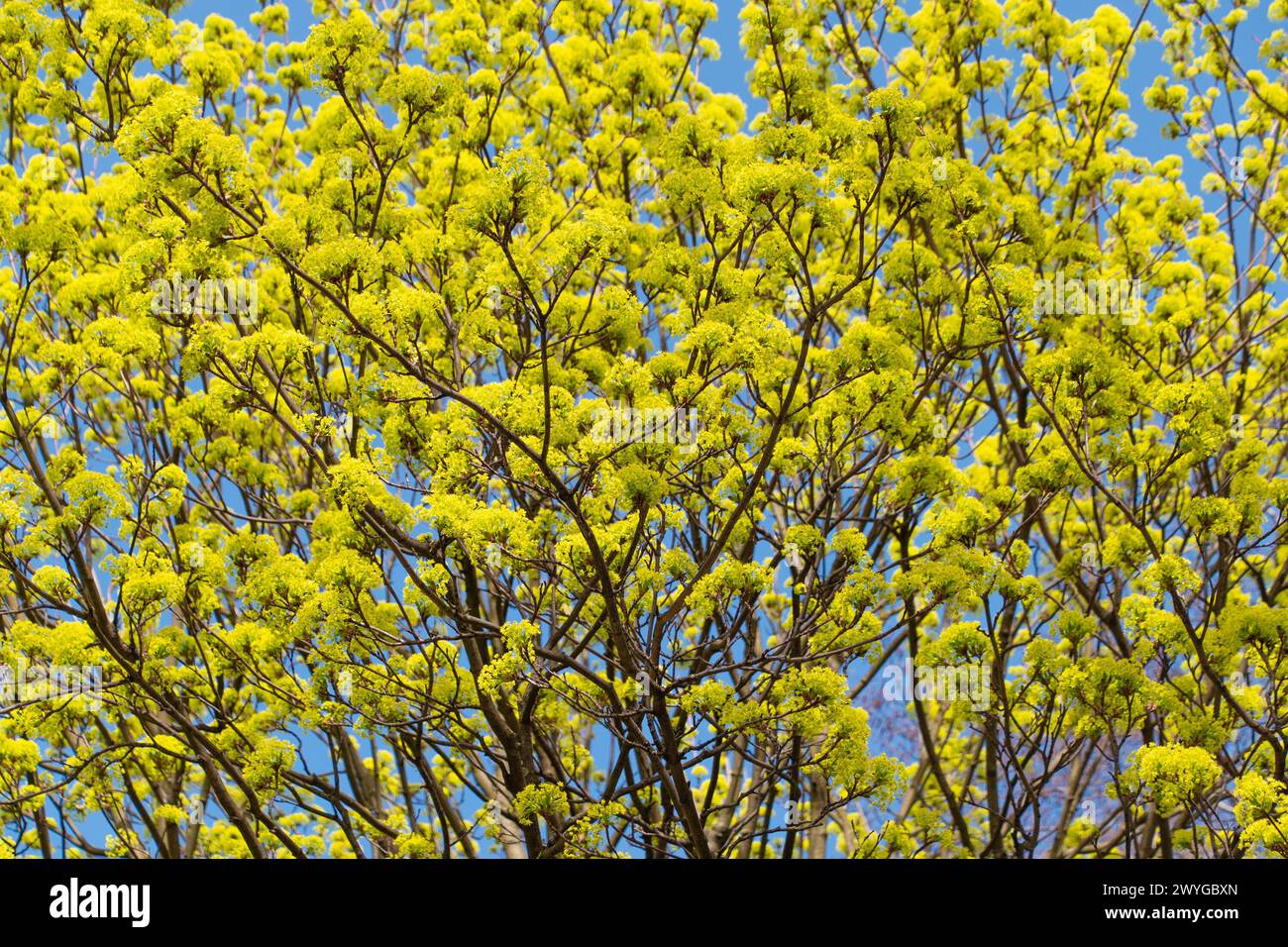Yellow flowers of Norway maple. Acer platanoides. Spring bloom. Floral ...