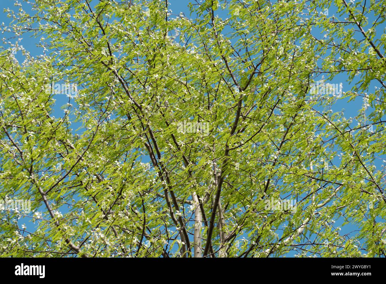 Green fluffy buds on a tree in spring. Spring bloom. Natural background ...
