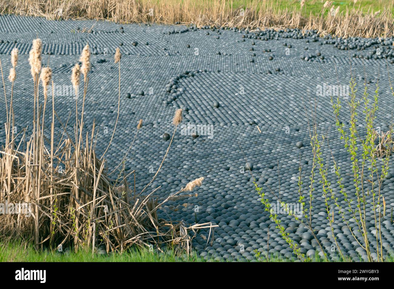 Shade balls in a pond. bird balls. small plastic sphere floated on top ... Shade balls in a pond. bird balls. small plastic sphere floated on top ...