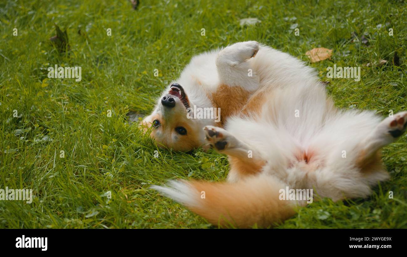 Playful dog welsh corgi pembroke breed pup rolling on grass lawn nature ...