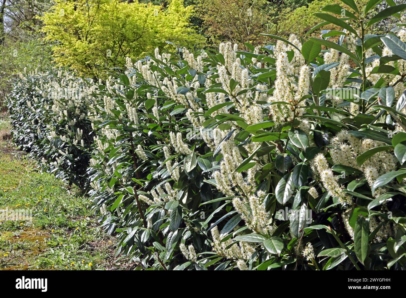 Neophyten und ungeeignete Gartenpflanzen Die Blüte des giftigen ...
