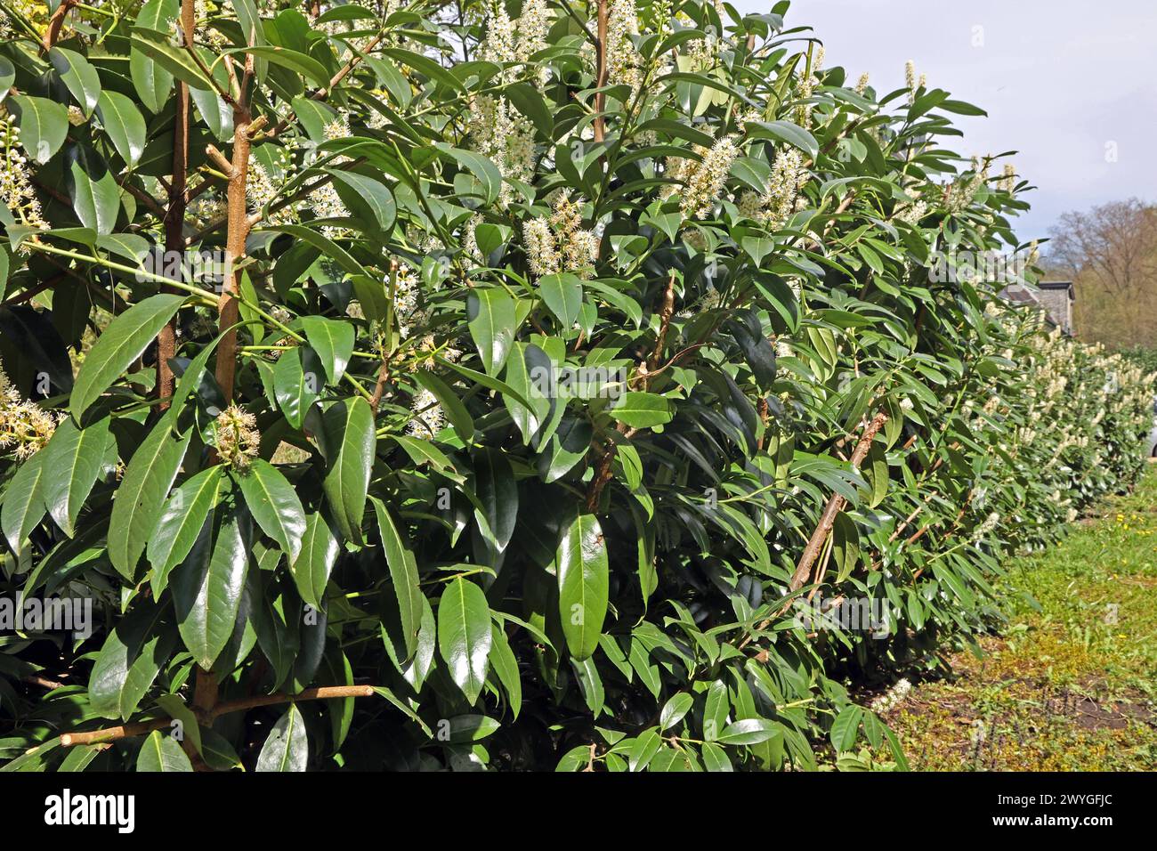 Invasive neophyten hi-res stock photography and images - Alamy