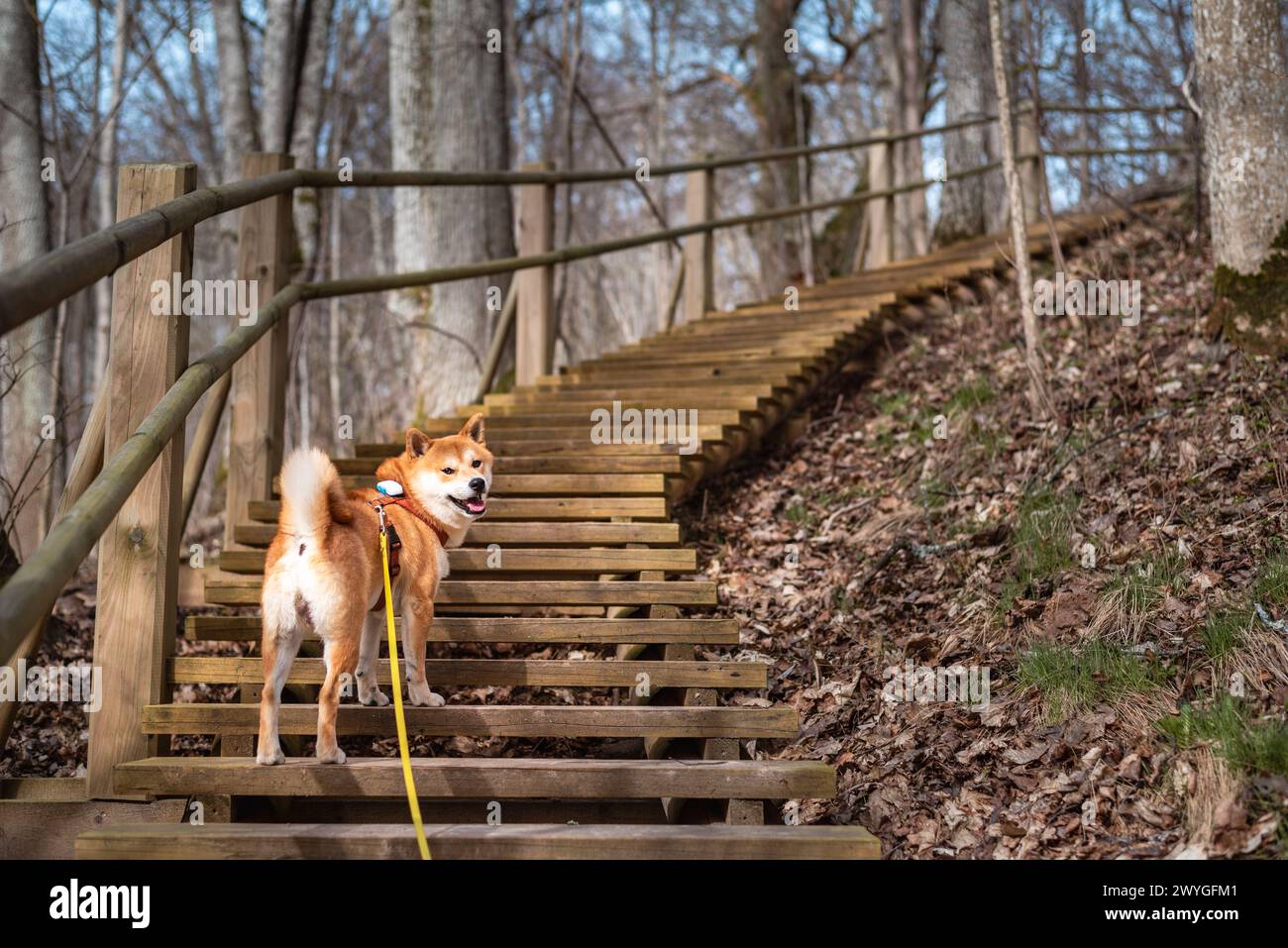 A red shiba inu dog on the wooden steps at nature park o sunny spring ...