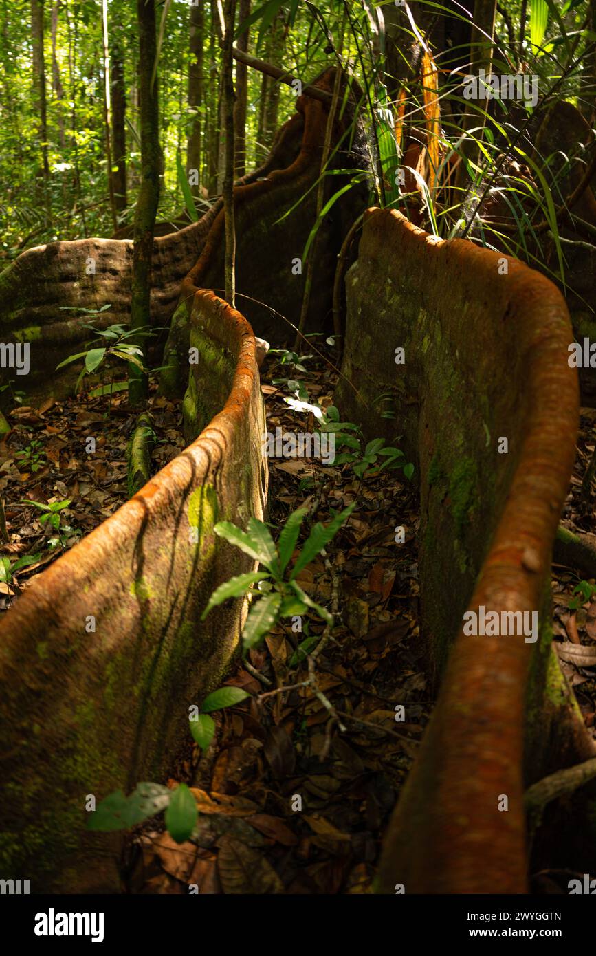 Tree in the rainforest with large roots Stock Photo - Alamy