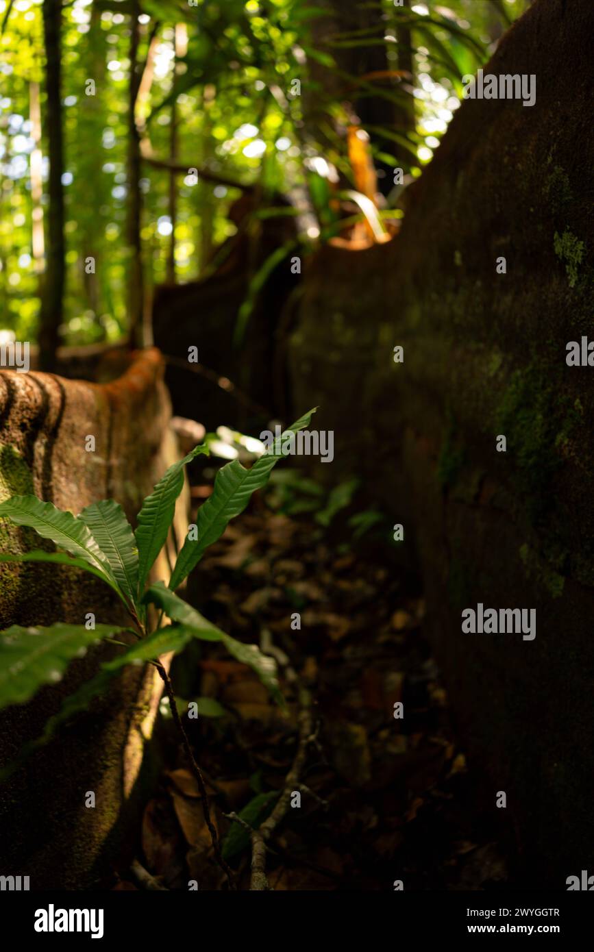 Tree in the rainforest with large roots Stock Photo - Alamy