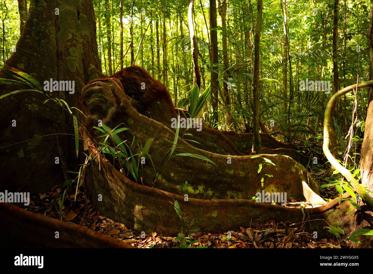 Tree in the rainforest with large roots Stock Photo - Alamy