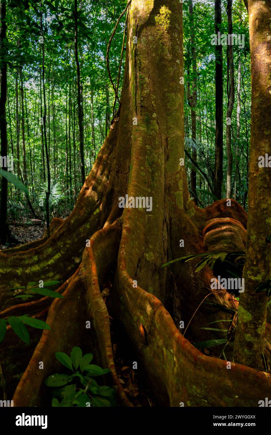 Tree in the rainforest with large roots Stock Photo - Alamy