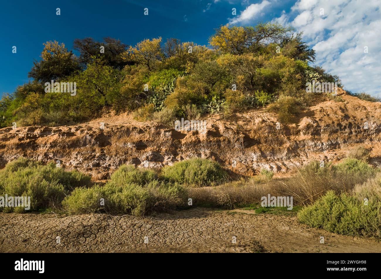 Chañar tree in Calden forest, bloomed in spring,La Pampa,Argentina ...
