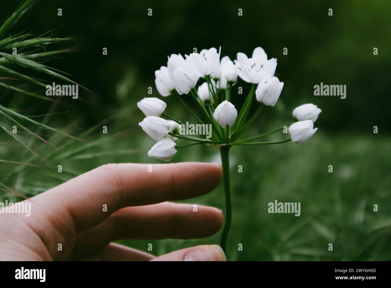 A woman's hand is touching a white blossoming flower on a wild nature ...